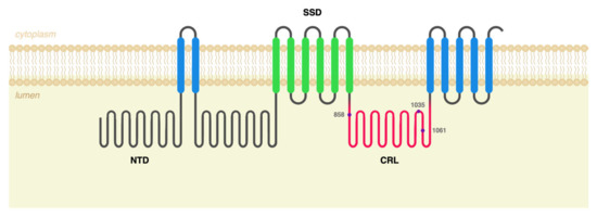 Investigating p.Ala1035Val in NPC1: New Cellular Models for Niemann ...
