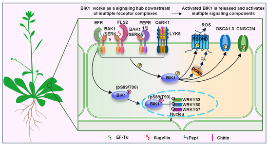 The Multifaceted Ubiquitination of BIK1 During Plant Immunity in ...