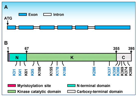 The Multifaceted Ubiquitination of BIK1 During Plant Immunity in ...