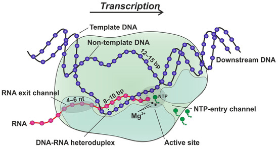 Role of R-Loop Structure in Efficacy of RNA Elongation Synthesis by RNA ...