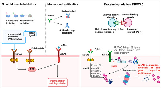 EphA2 in Cancer: Molecular Complexity and Therapeutic Opportunities
