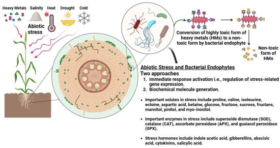 Exploring Plant–Bacterial Symbiosis for Eco-Friendly Agriculture and ...