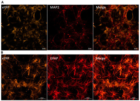The Effect of the Optogenetic Stimulation of Astrocytes on Neural ...