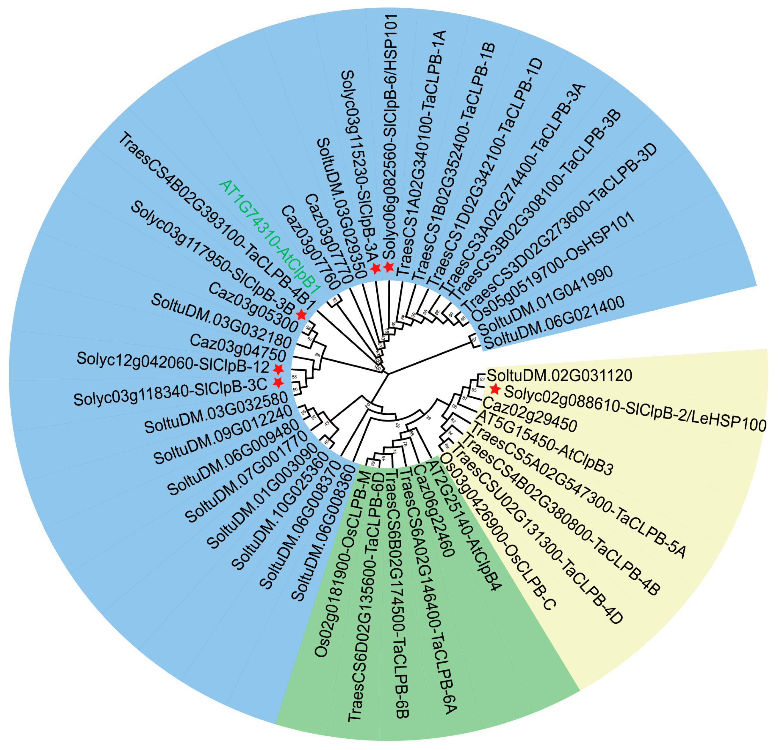 Genome-Wide Identification of the ClpB Gene Family in Tomato and ...