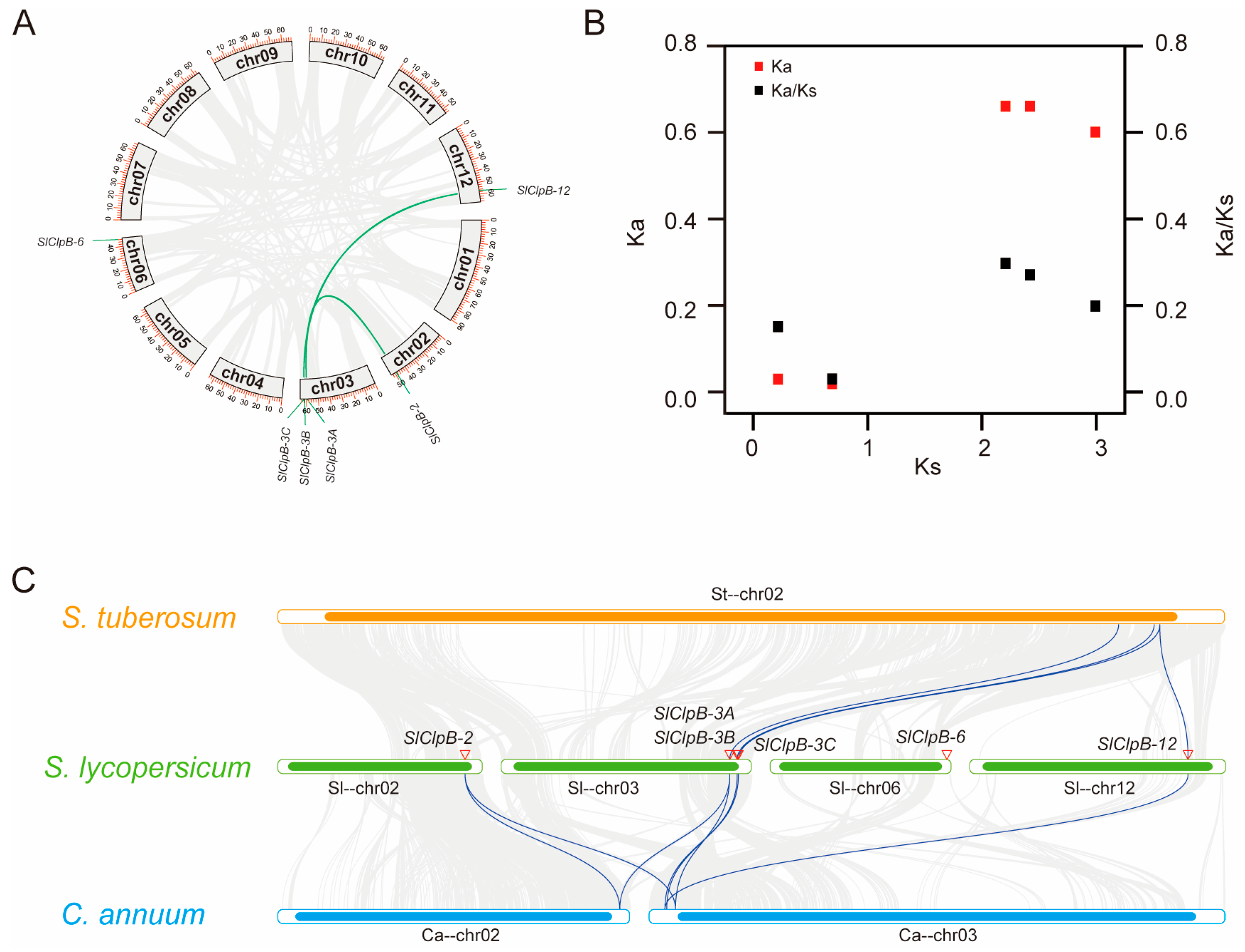 Genome-Wide Identification of the ClpB Gene Family in Tomato and ...