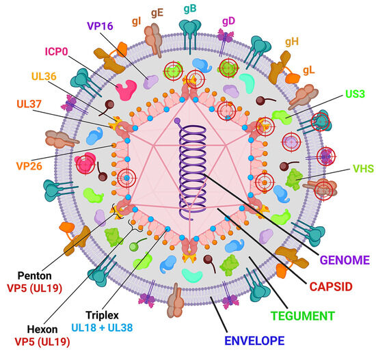 Control of HSV-1 Infection: Directions for the Development of CRISPR ...