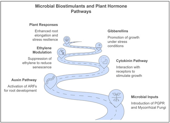 Molecular Communication of Microbial Plant Biostimulants in the ...