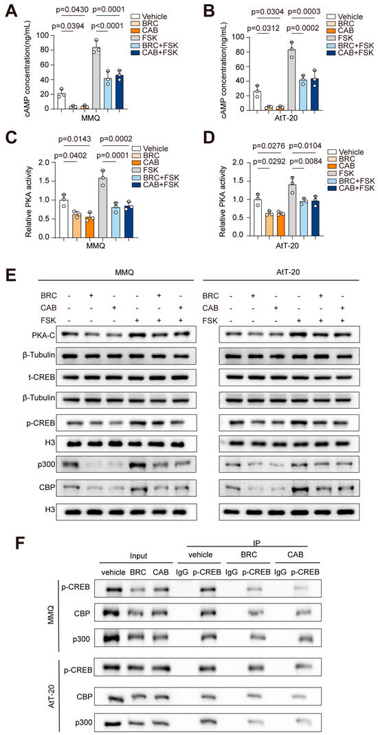The Activation of p300 Enhances the Sensitivity of Pituitary Adenomas ...