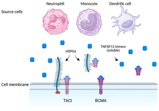 Potential Utility of A Proliferation-Inducing Ligand (APRIL) in ...