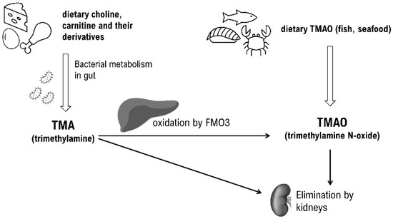 Microbiome-Derived Trimethylamine N-Oxide (TMAO) as a Multifaceted ...