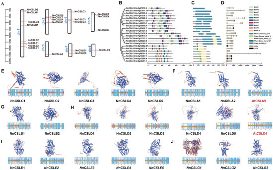 Genome-Wide Analysis of CSL Family Genes Involved in Petiole Elongation ...