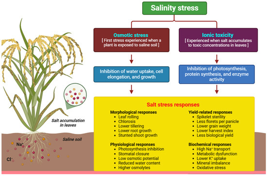 Enhancing Crop Resilience: The Role of Plant Genetics, Transcription ...