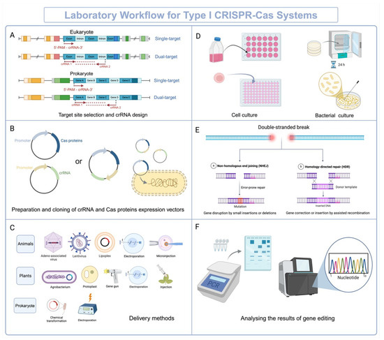 Research Progress on the Mechanism and Application of the Type I CRISPR ...