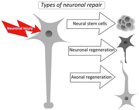 c-Myc and FOXO3a—The Everlasting Decision Between Neural Regeneration ...