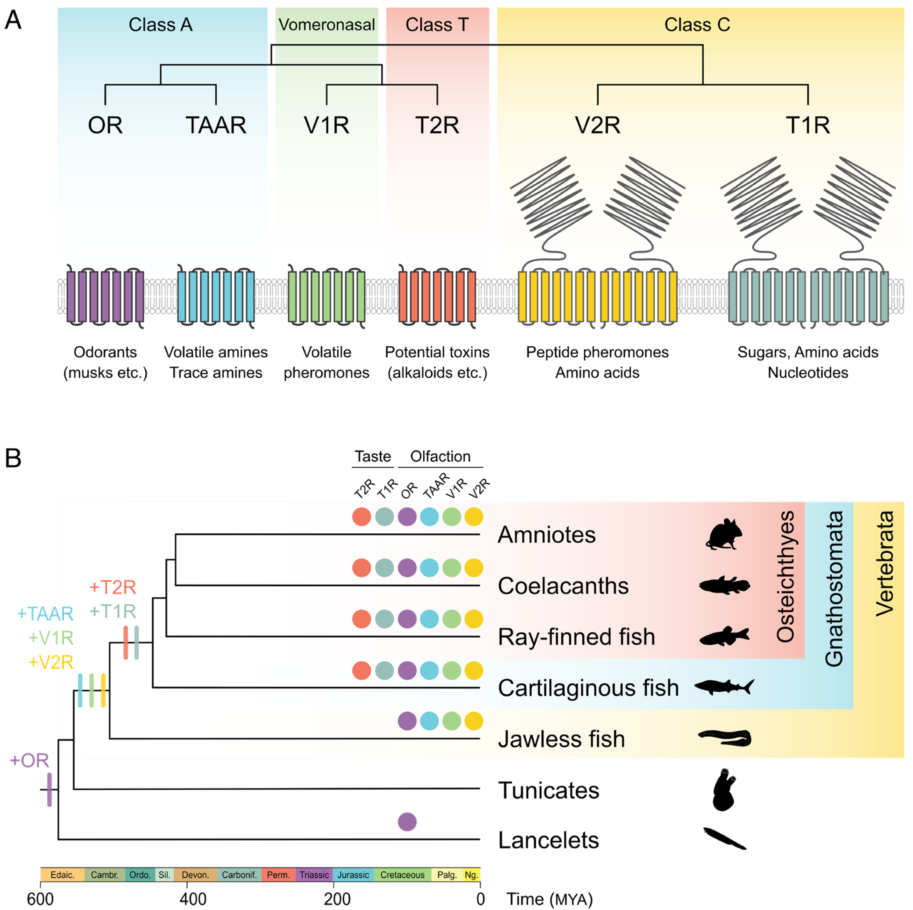The Remarkable Diversity of Vertebrate Bitter Taste Receptors: Recent ...