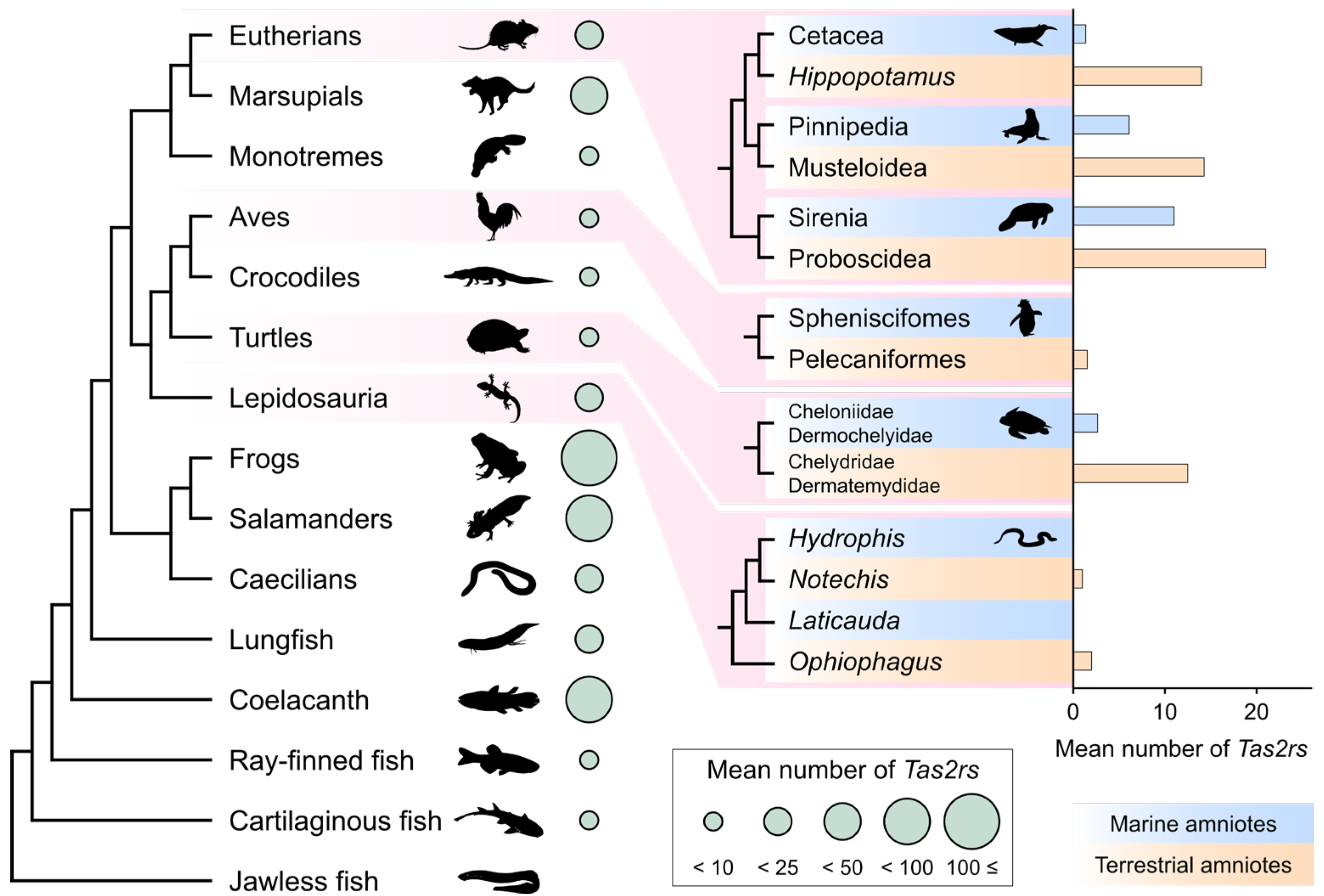 The Remarkable Diversity of Vertebrate Bitter Taste Receptors: Recent ...