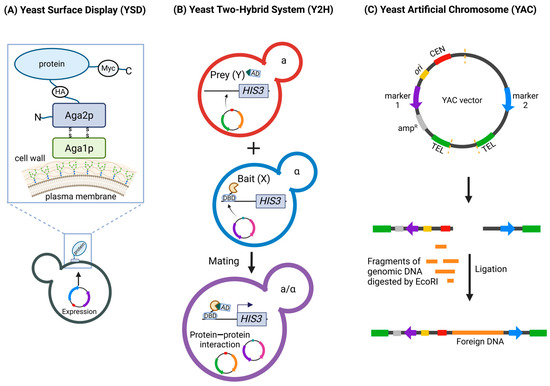 Backstage Heroes—Yeast in COVID-19 Research
