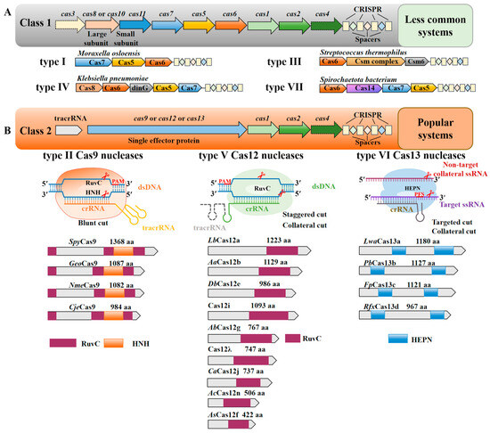 Research Progress and Application of Miniature CRISPR-Cas12 System in ...