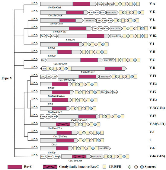 Research Progress and Application of Miniature CRISPR-Cas12 System in Gene Editing
