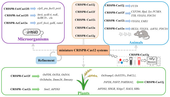 Research Progress and Application of Miniature CRISPR-Cas12 System in Gene Editing