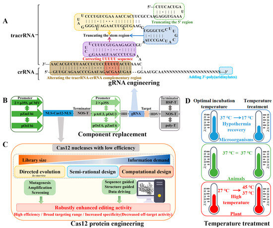 Research Progress and Application of Miniature CRISPR-Cas12 System in Gene Editing