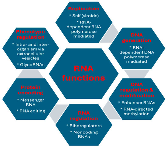 The RNA Revolution in the Central Molecular Biology Dogma Evolution