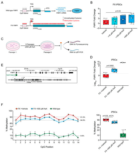 Ascorbic Acid Ameliorates Molecular and Developmental Defects in Human ...