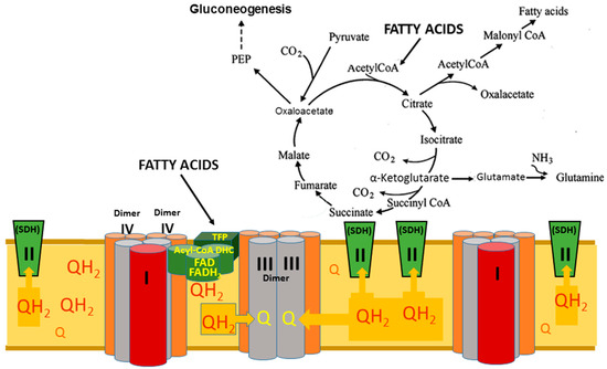 Role of Fatty Acids β-Oxidation in the Metabolic Interactions Between ...