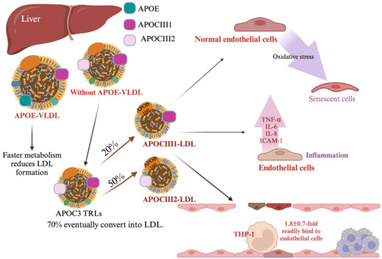 Multifaceted Role of Apolipoprotein C3 in Cardiovascular Disease Risk ...