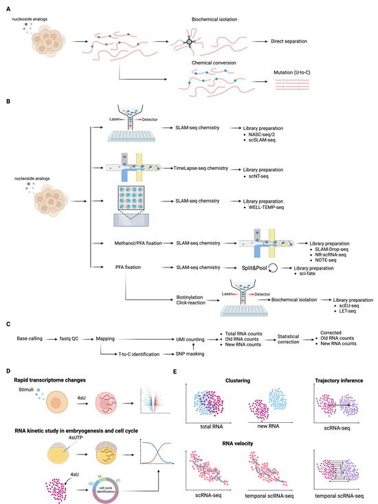 Transcriptome and Temporal Transcriptome Analyses in Single Cells
