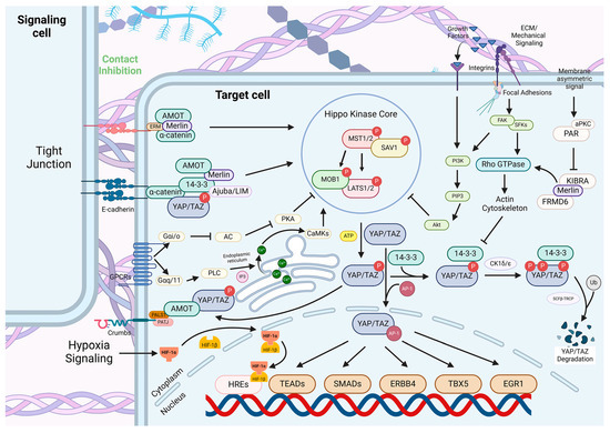 The Hippo Pathway in Breast Cancer: The Extracellular Matrix and Hypoxia