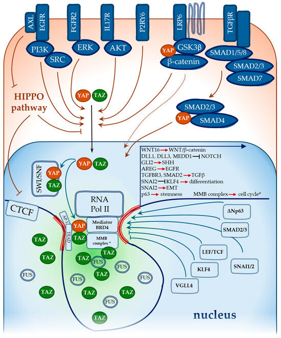 YAP/TAZ Signalling Controls Epidermal Keratinocyte Fate