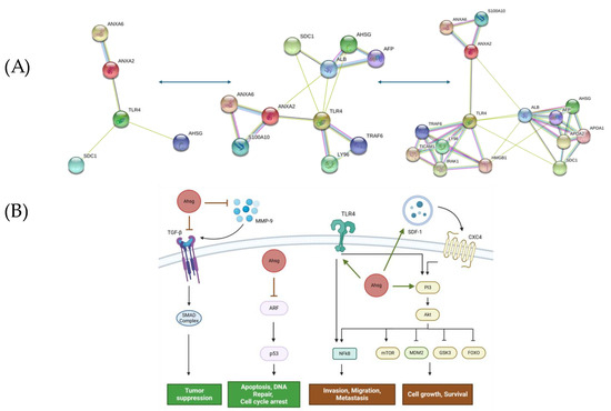 The Role of Fetuin-A in Tumor Cell Growth, Prognosis, and Dissemination