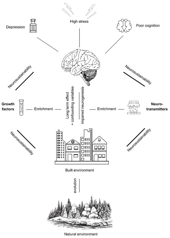 The BDNF-Interactive Model for Sustainable Hippocampal Neurogenesis in ...