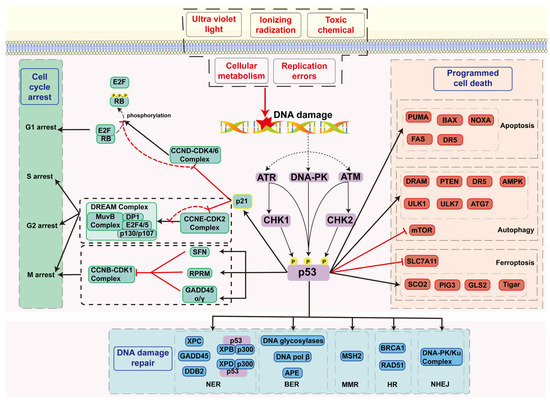 Unraveling the Guardian: p53’s Multifaceted Role in the DNA Damage ...