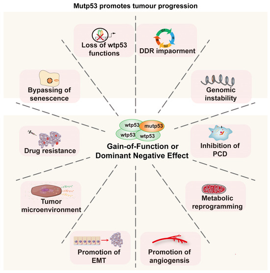 Unraveling the Guardian: p53’s Multifaceted Role in the DNA Damage ...