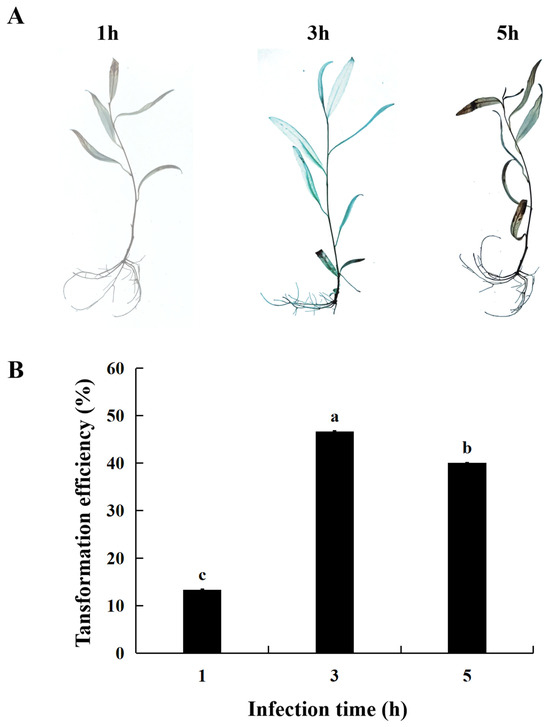 Establishment and Validation of an Efficient Agrobacterium Tumefaciens ...