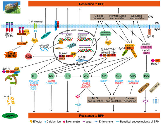 Recent Advances in Gene Mining and Hormonal Mechanism for Brown ...