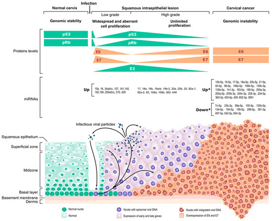 The Natural History of Cervical Cancer and the Case for MicroRNAs: Is ...