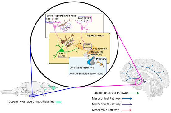 Integrated Analysis of Neuroendocrine and Neurotransmission Pathways ...