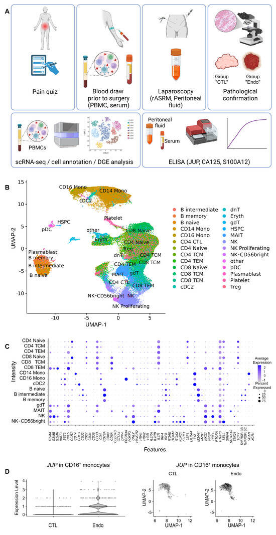 Single-Cell RNA Sequencing of PBMCs Identified Junction Plakoglobin (JUP) as Stratification ...