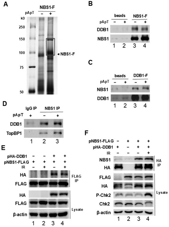 Interaction of DDB1 with NBS1 in a DNA Damage Checkpoint Pathway