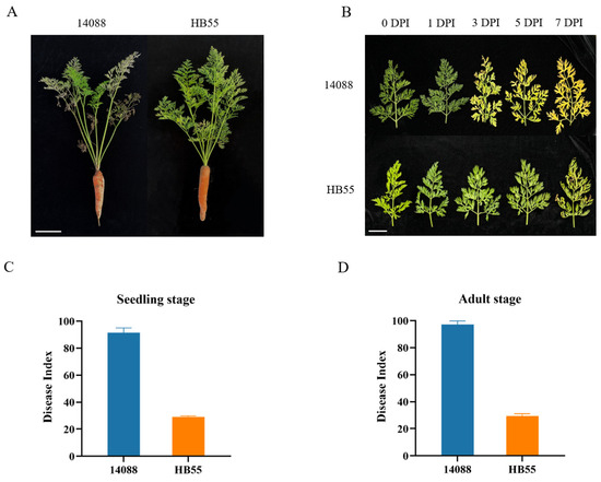 Transcriptome Analysis Reveals the Molecular Mechanisms of Carrot ...