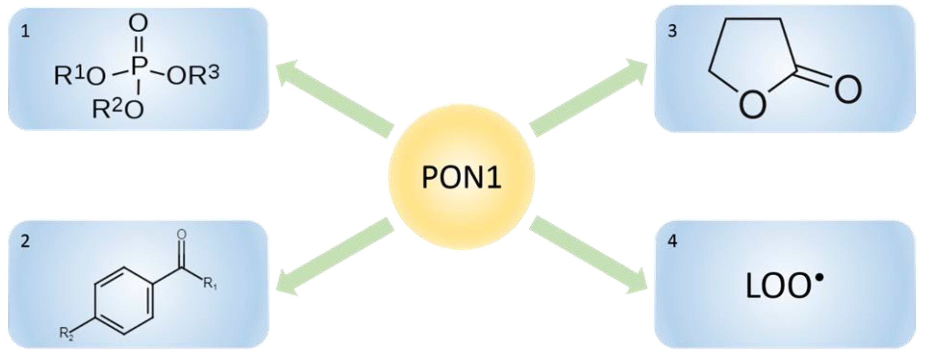 Molecular Structure of Paraoxonase-1 and Its Modifications in Relation ...
