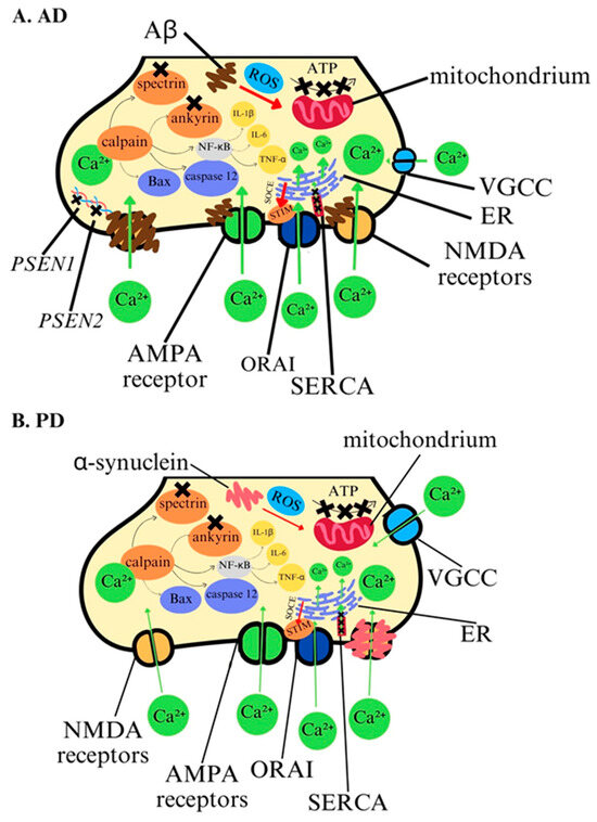 Calcium Ions in the Physiology and Pathology of the Central Nervous System