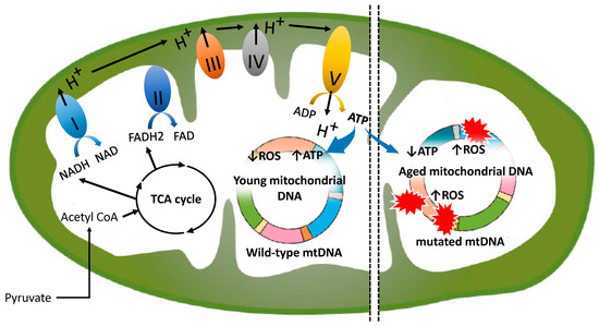 Mitochondrial DNA Damage and Its Repair Mechanisms in Aging Oocytes