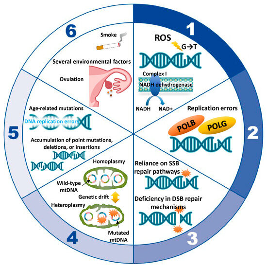 Mitochondrial DNA Damage and Its Repair Mechanisms in Aging Oocytes