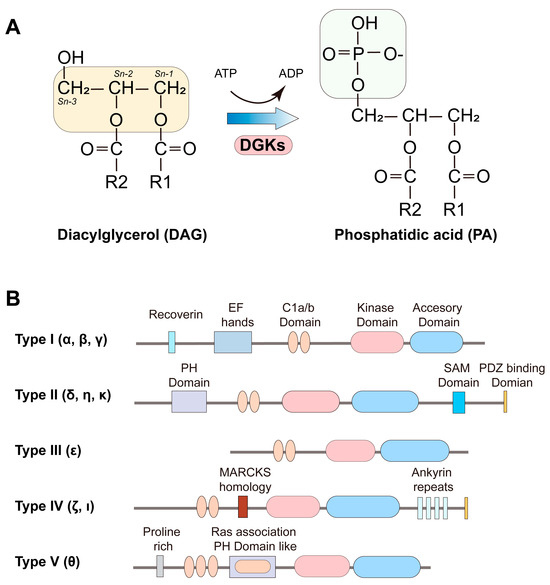 Diacylglycerol Kinases and Its Role in Lipid Metabolism and Related ...