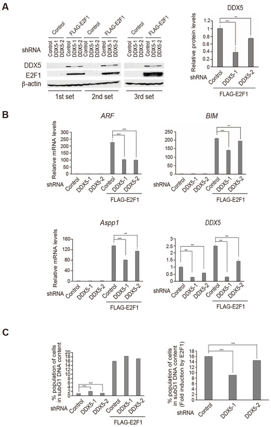 DEAD/H Box 5 (DDX5) Augments E2F1-Induced Cell Death Independent of the ...