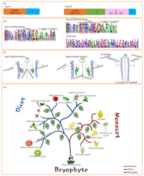 Evolution and Function of MADS-Box Transcription Factors in Plants